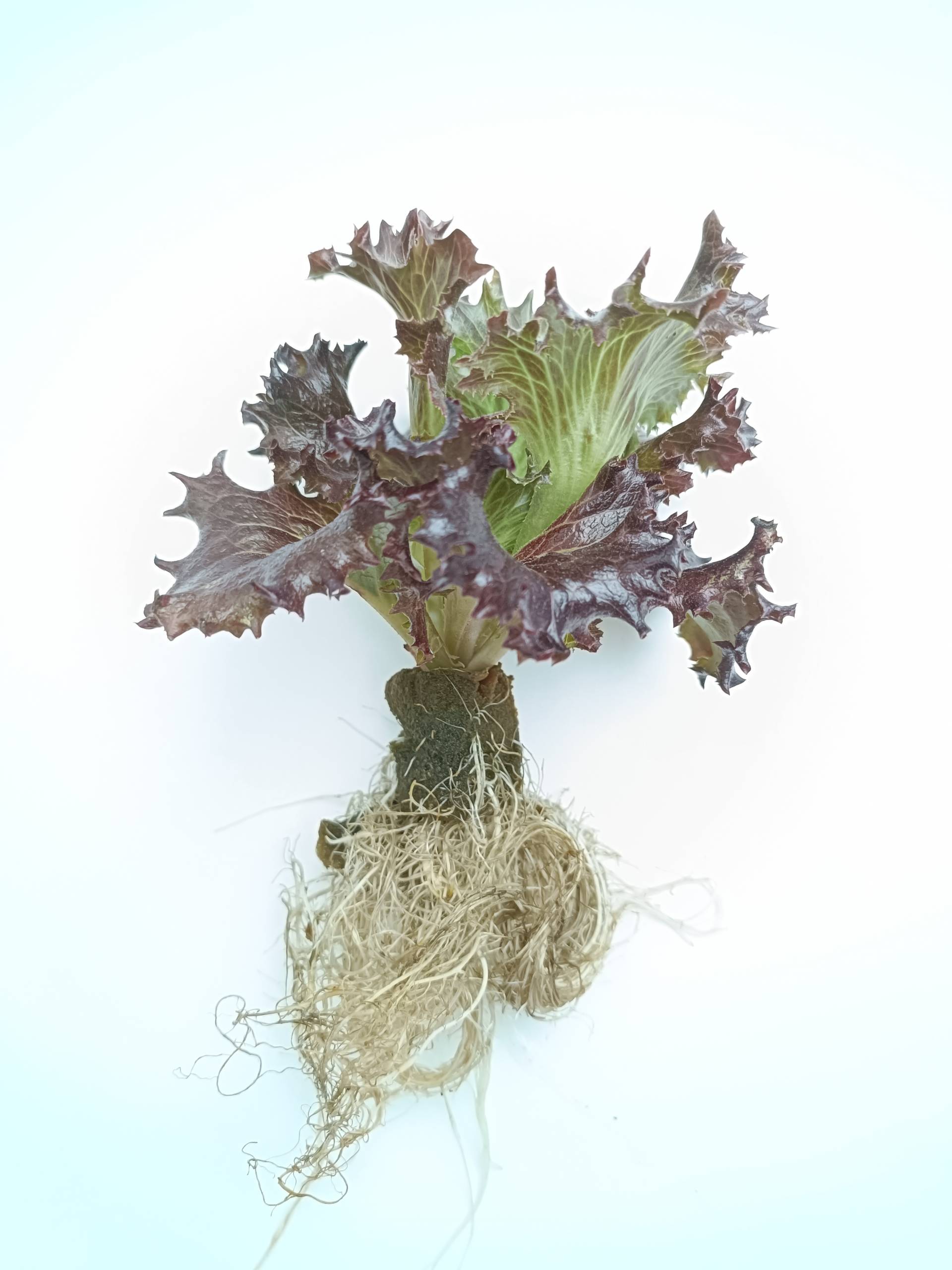 Lechuga rizada 10 días – HUERTA DEL AGUA